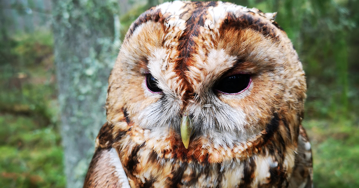 Research - Dr. Morosinotto Discusses Brown and Grey Tawny Owl Research ...